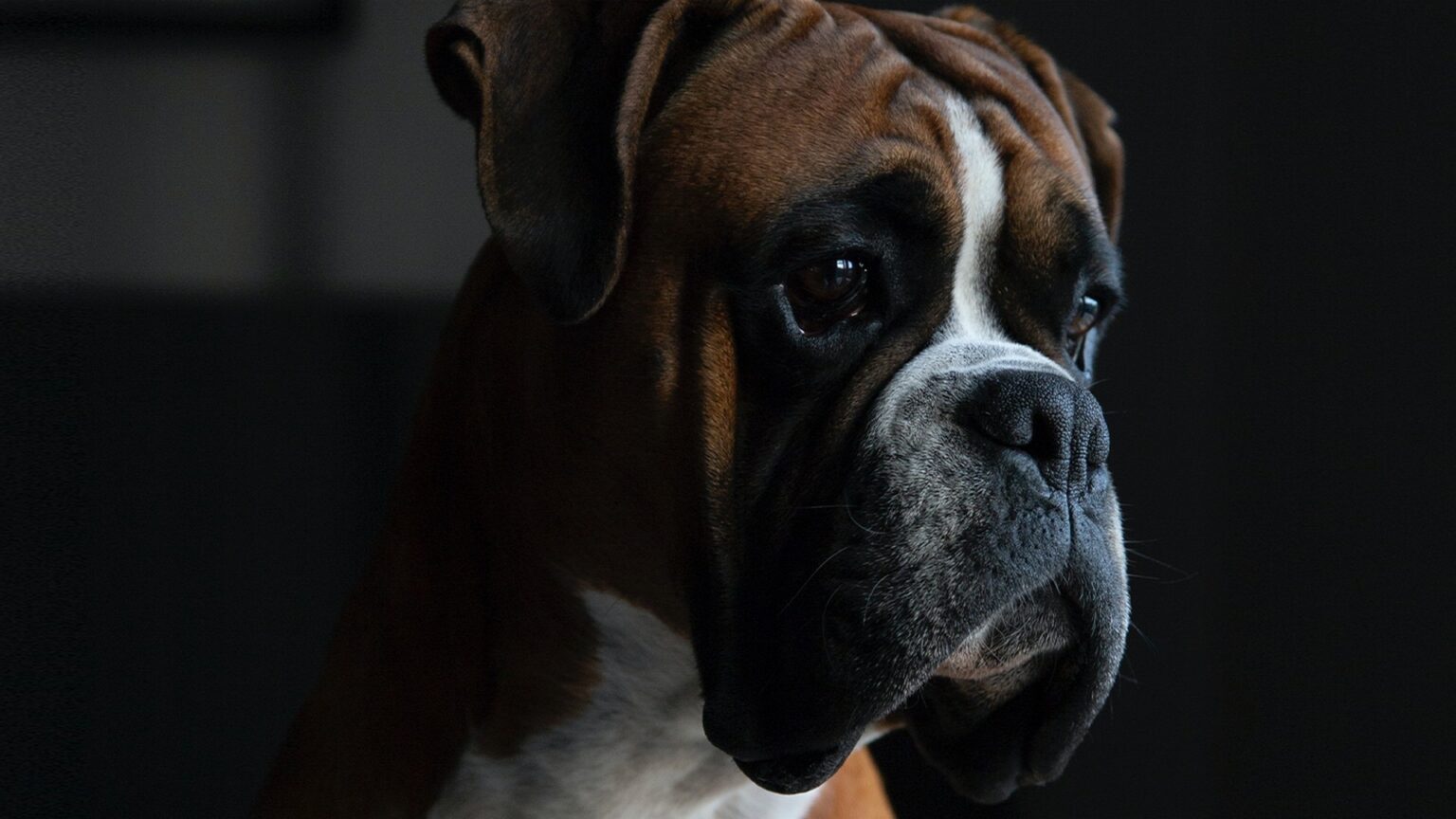 Dog Care – Carn Vet Clinic