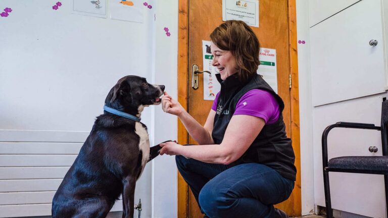 Dog and Puppy Nutrition – Carn Vet Clinic